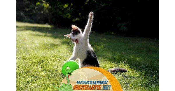Barzellette.net Foto: Gatto che gioca con un palloncino...