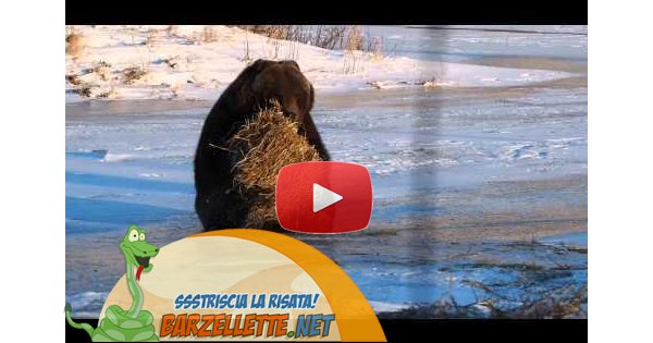 Barzellette.net Video: Orso che gioca con una balla di fieno!...